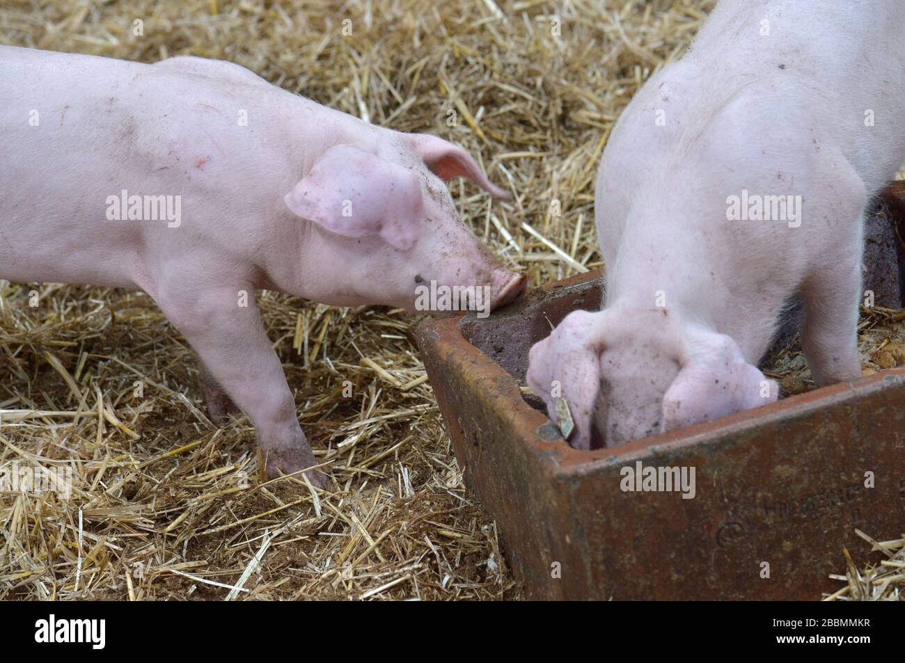 Pig troughs hi-res stock photography and images - Alamy