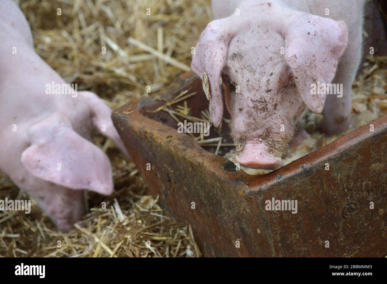 Pig troughs hi-res stock photography and images - Alamy