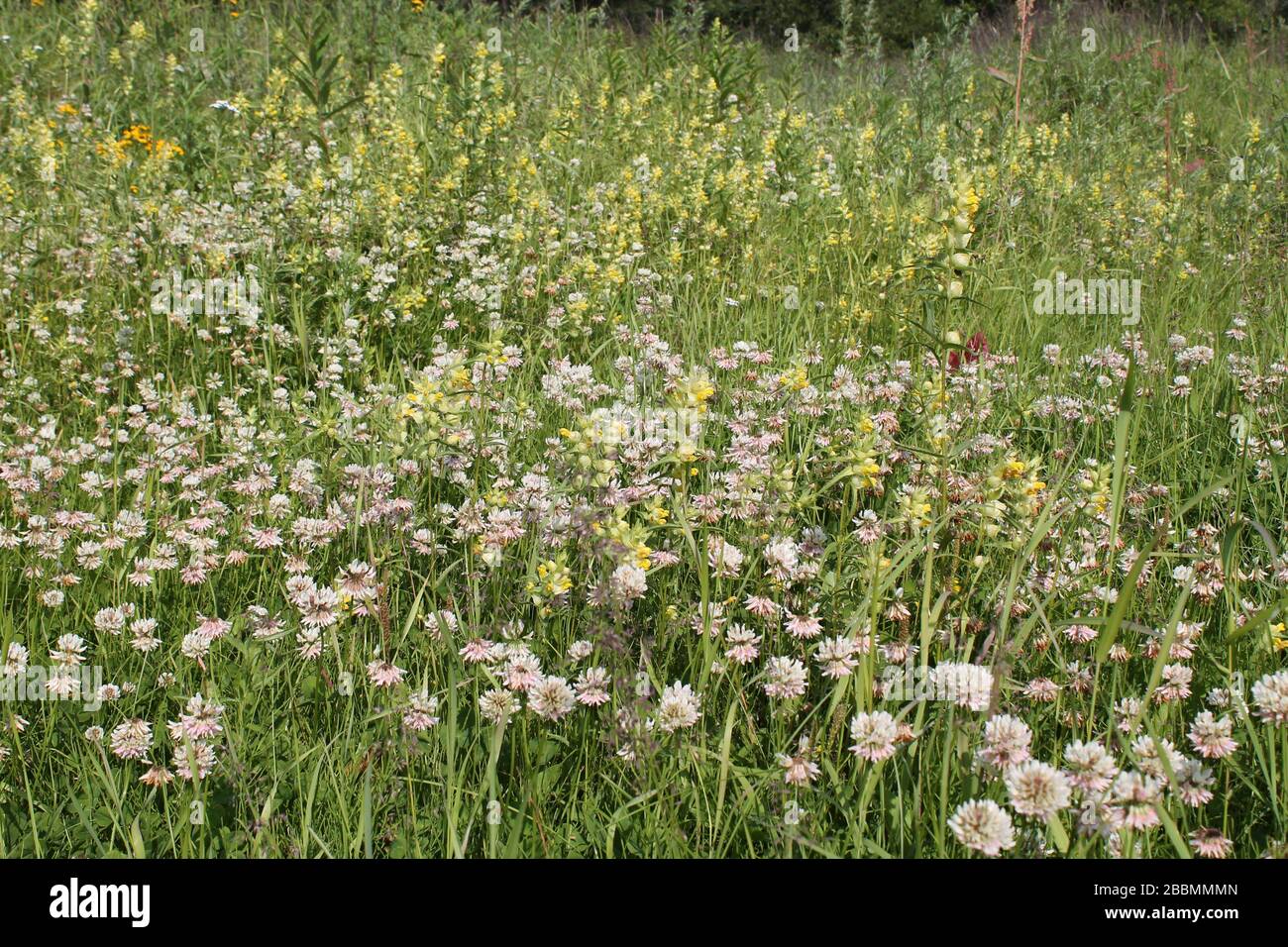 Dutch white clover lawn in the meadow. Ladino clover growing on the ...
