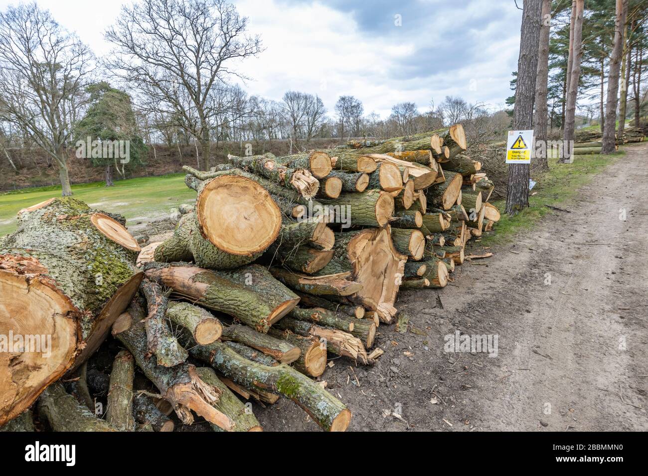 Pile of freshly cut sawn pine tree trunks stacked up during tree ...