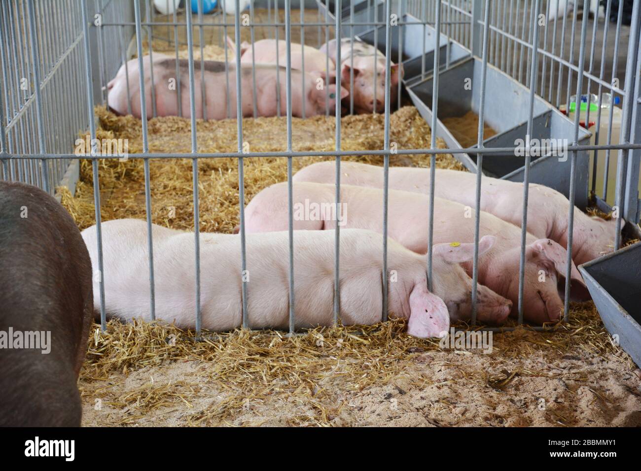 Sleeping Happy Pigs in the farm. Pigs on countryside farm Stock Photo ...