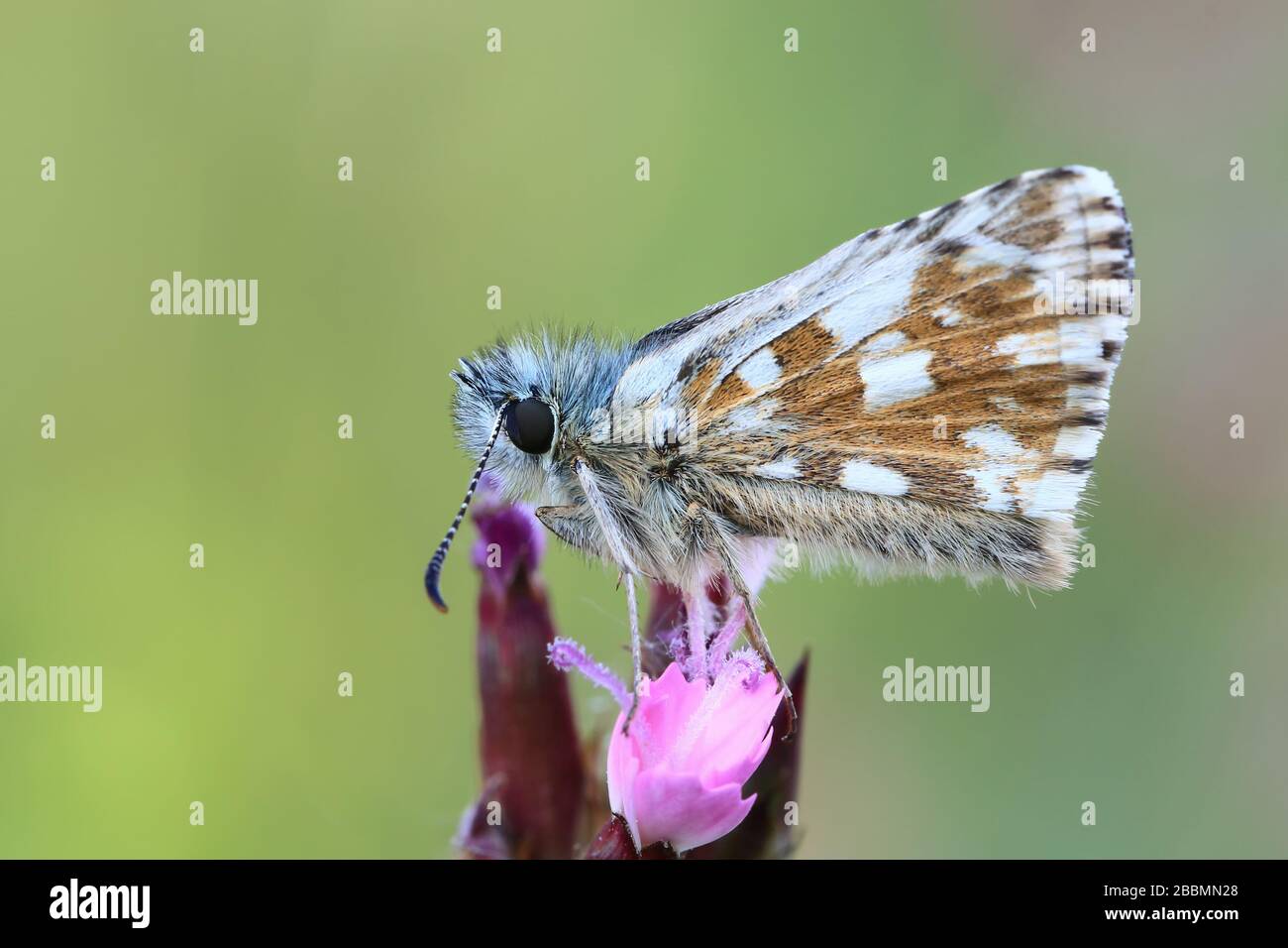 Green skipper butterfly hi-res stock photography and images - Alamy