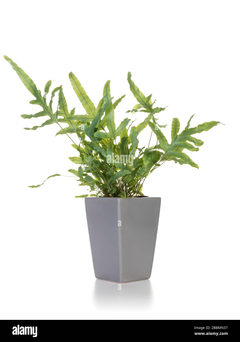 Potted Golden Polypody fern or Phlebodium aureum isolated on white ...