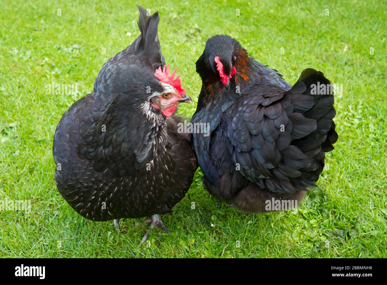 Two black chickens on green grass Stock Photo - Alamy