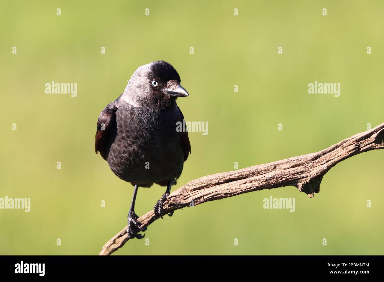 Eurasian jackdaw (Coloeus monedula), a black bird with blue eyes ...