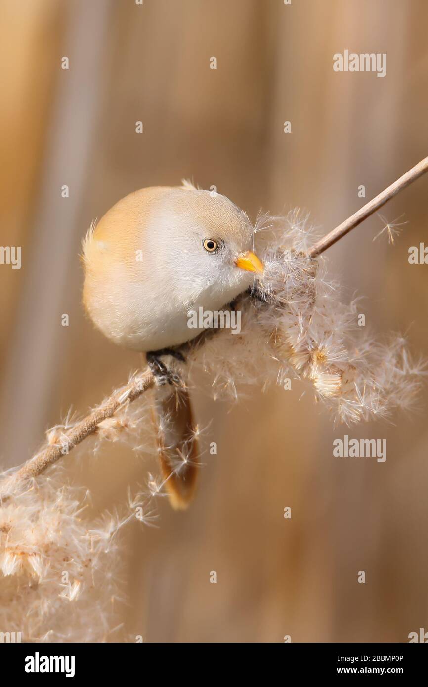 Bearded reedling (Panurus biarmicus), also known as bearded tit, eating ...