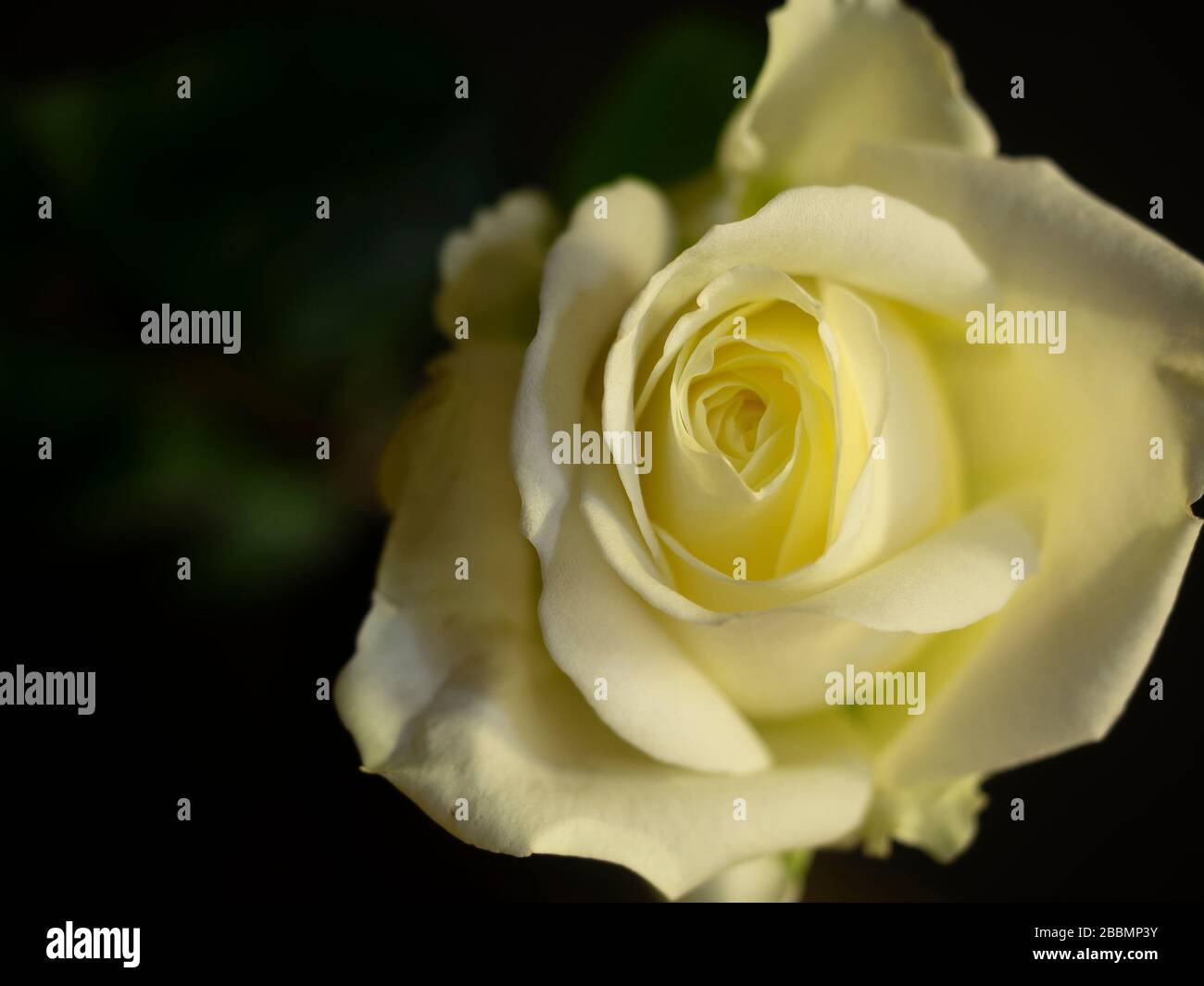High top view angle of white rose. Daylight Stock Photo - Alamy