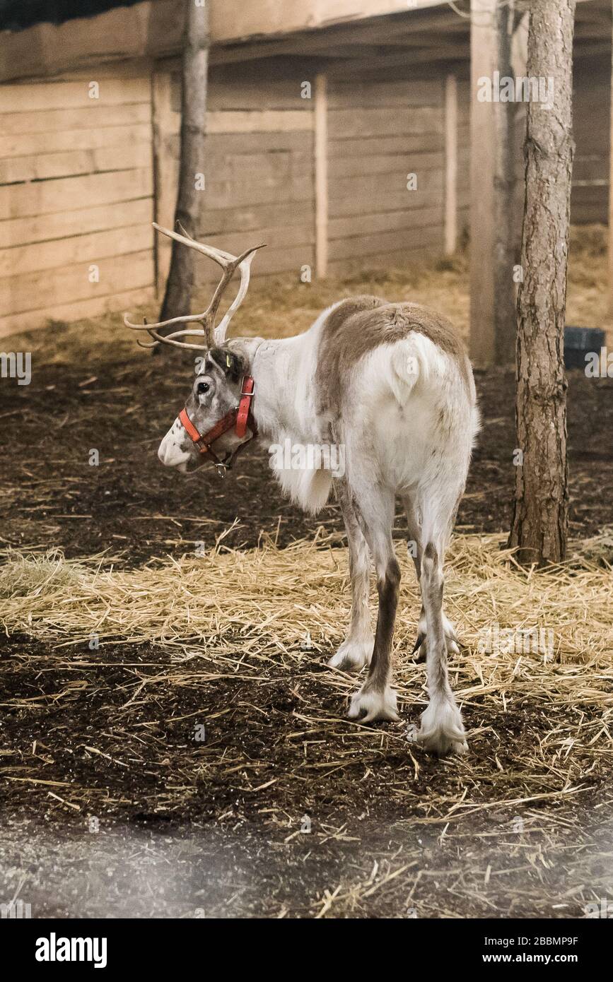 Reindeer Stables High Resolution Stock Photography and Images - Alamy