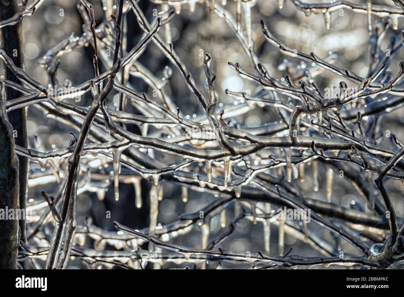 Frost damage tree hi-res stock photography and images - Alamy