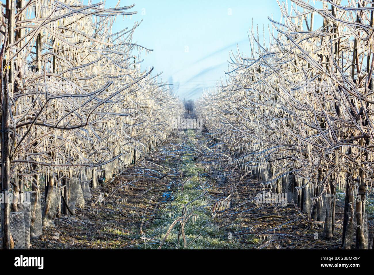 Agriculture apple tree hi-res stock photography and images - Alamy