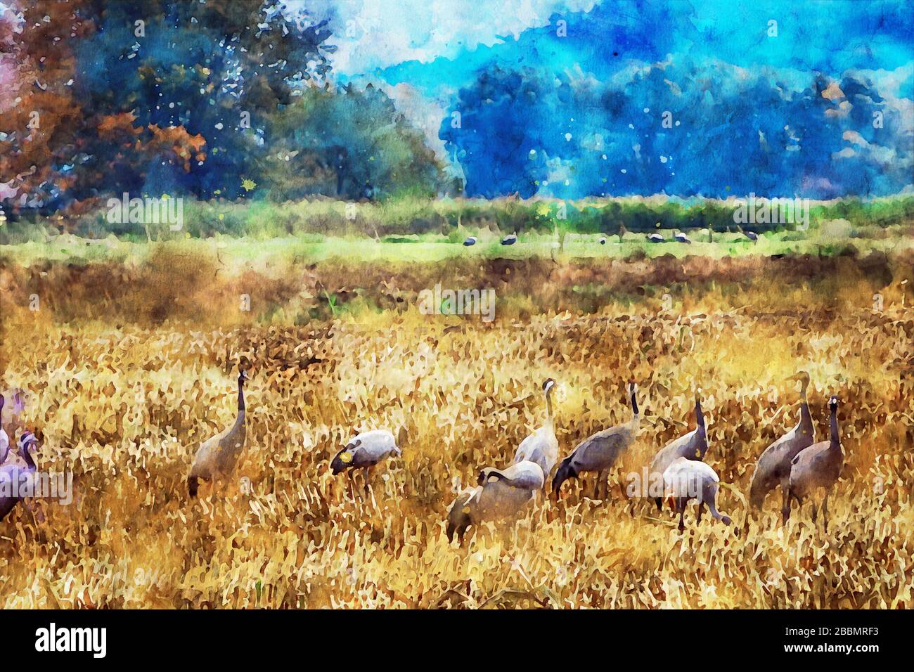 Watercolor painting of european crane duricng autumn bird migration on ...