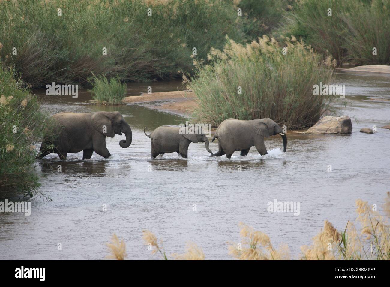 Elephants crossing a river in the Kruger National Park in South Africa ...