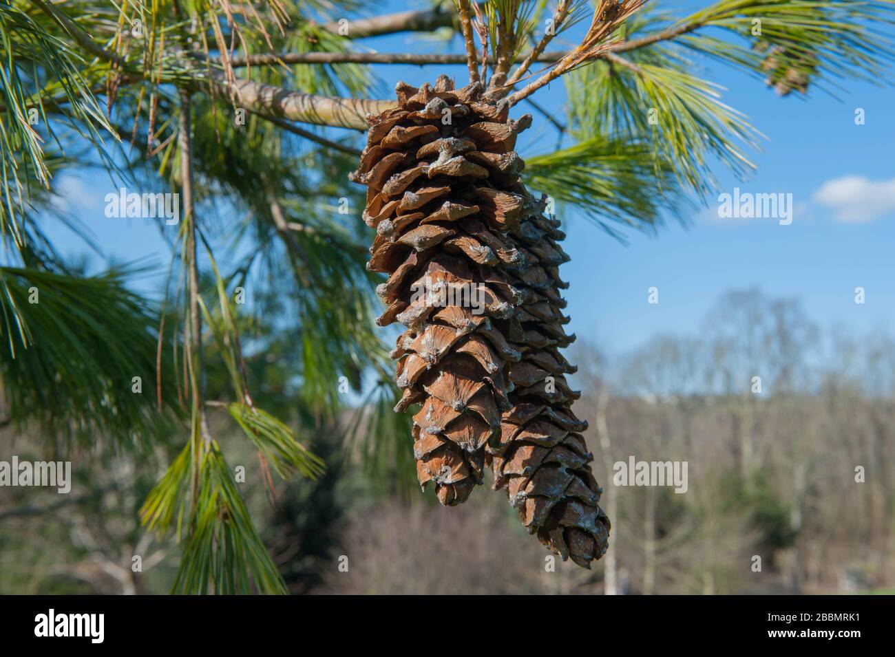 Pine Cones of the Pinus Tree in the Arboretum at Rosemoor, Devon ...