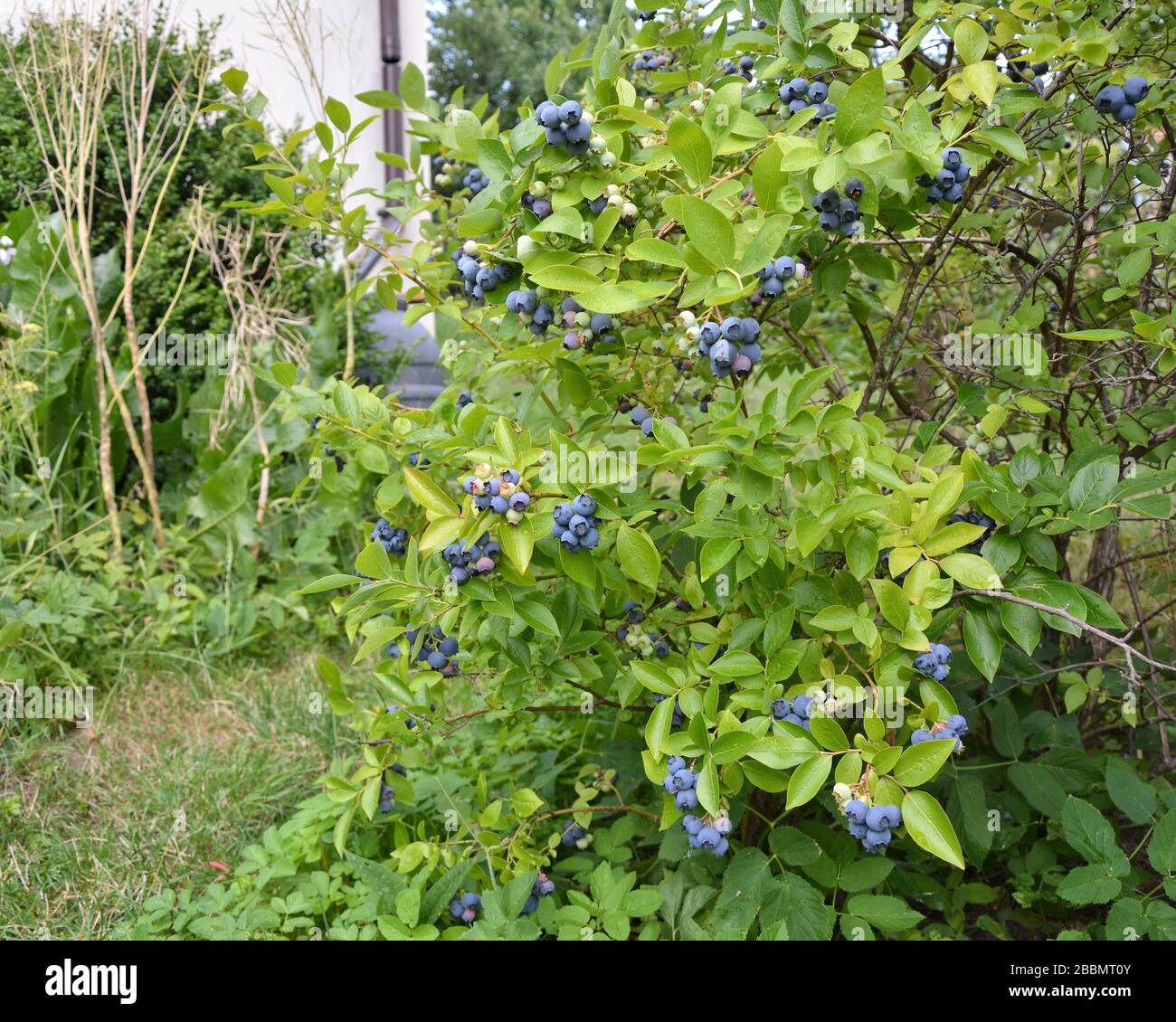 Highbush blueberry plant with fruits Stock Photo - Alamy