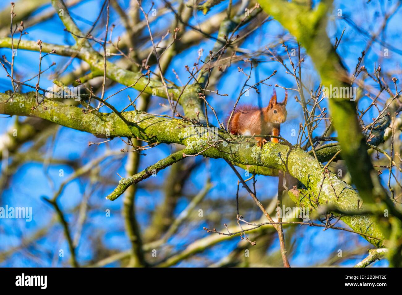 A squirrel runs in the tree top over a branch Stock Photo - Alamy