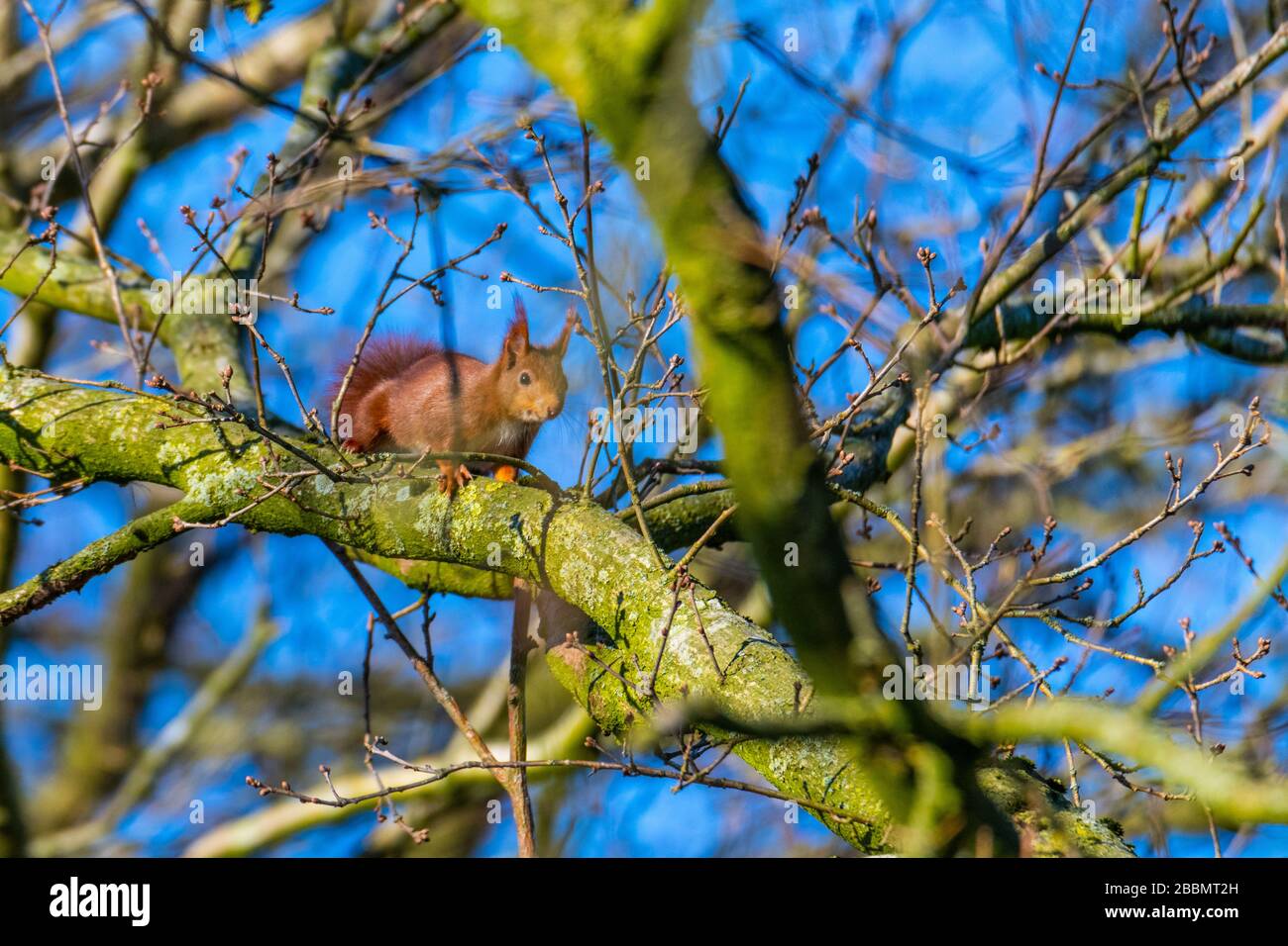 A squirrel runs in the tree top over a branch Stock Photo - Alamy