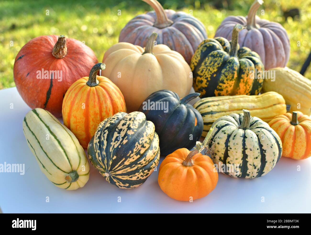 Delicata squash sweet dumpling hi-res stock photography and images - Alamy