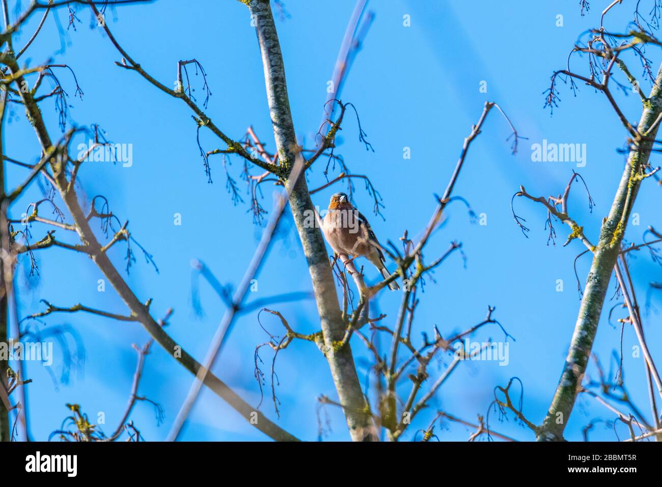 Conifer tree with blue bird hi-res stock photography and images - Alamy