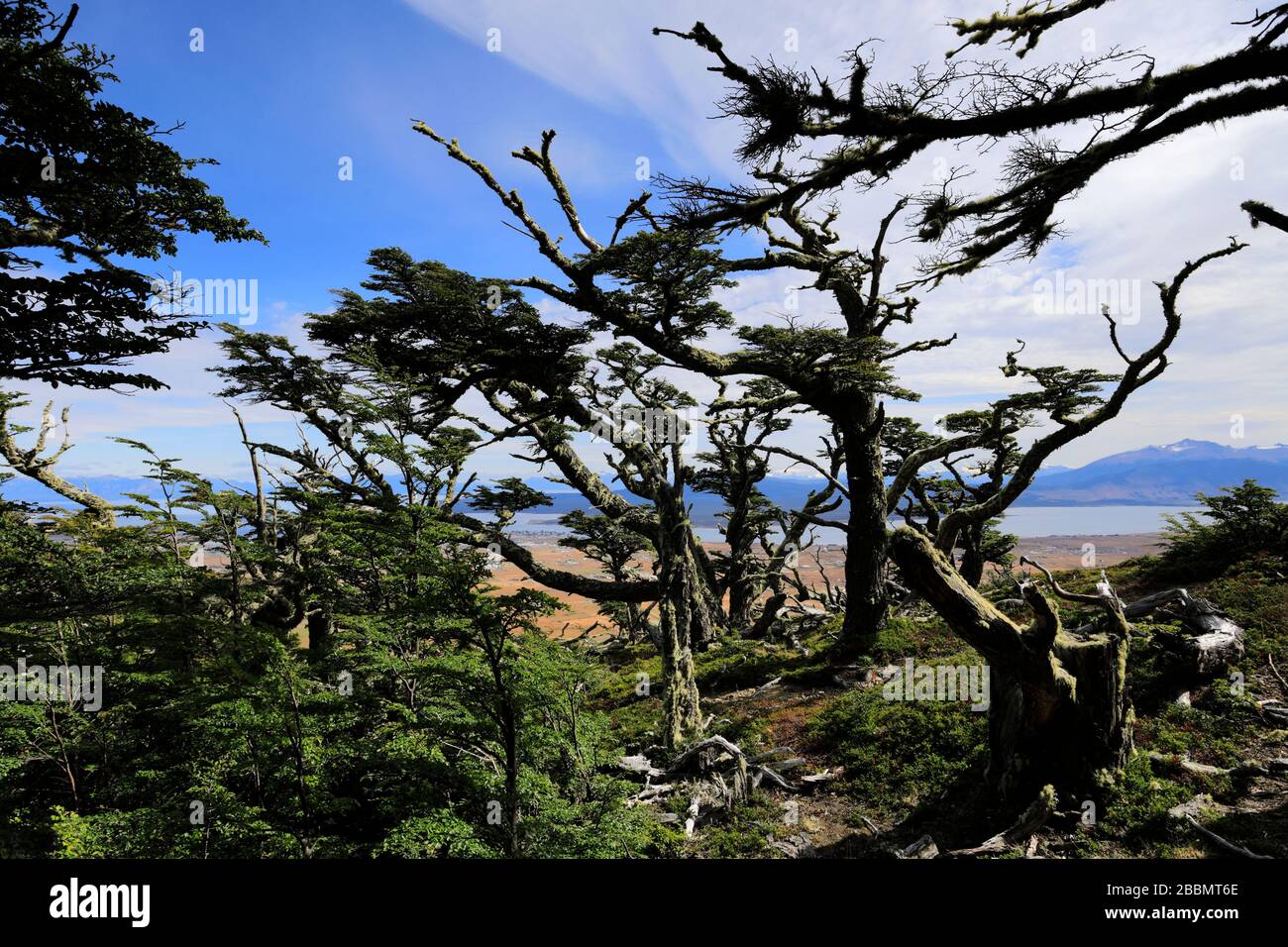Wind blown trees on Mirador Cerro Dorotea, Puerto Natales city ...