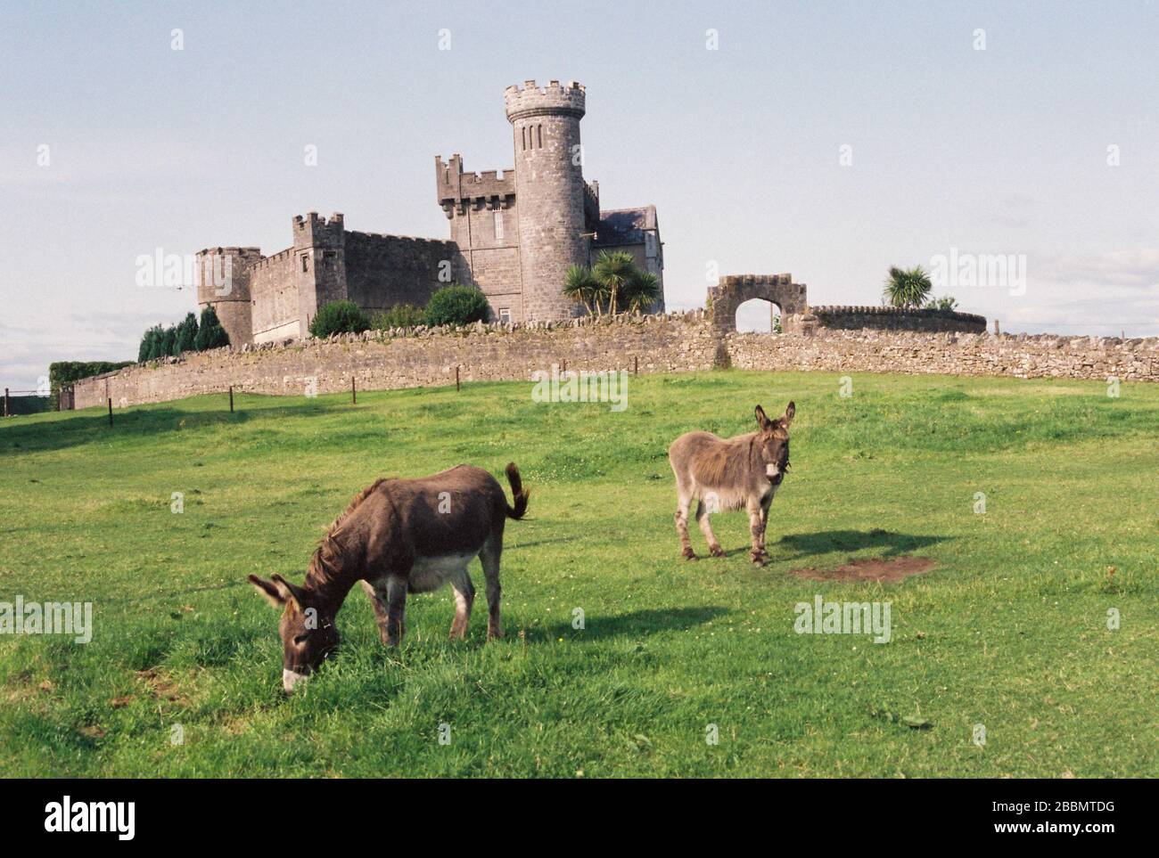14 July 1994, Ireland, Donegal: Donkeys in Ireland Photo: Stephan ...