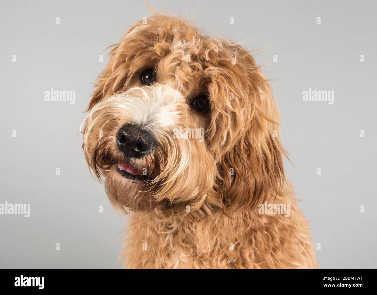 Labradoodle Headshot High Resolution Stock Photography and Images - Alamy