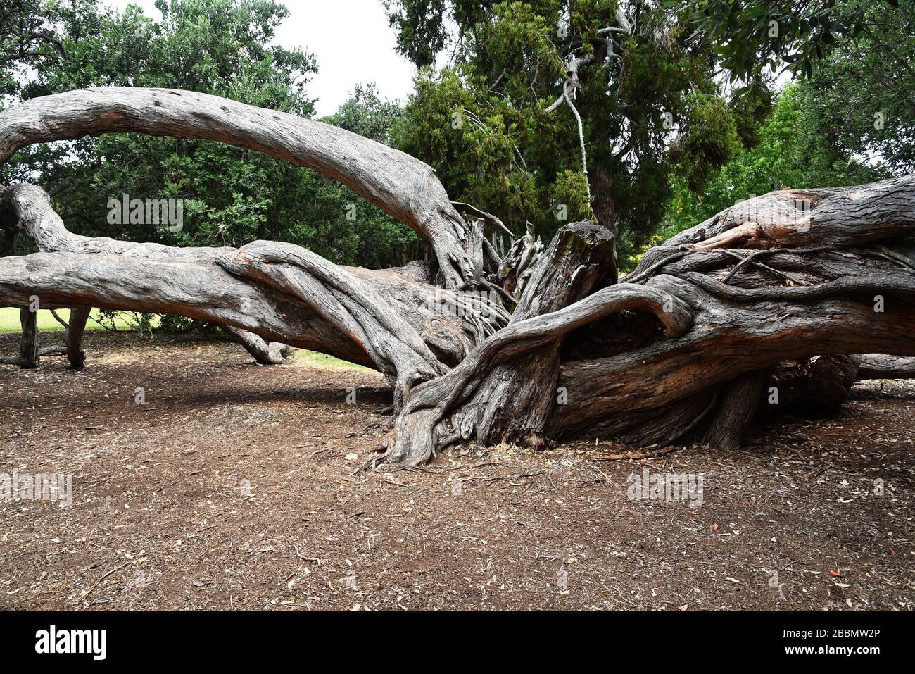 dead tree root and branches,auckland,new zealand Stock Photo - Alamy