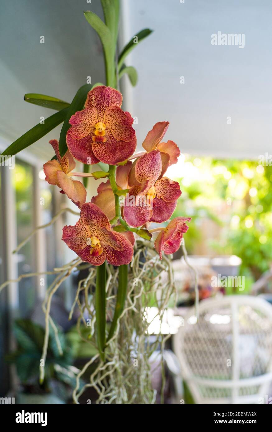 Hanging orchid plant Stock Photo - Alamy