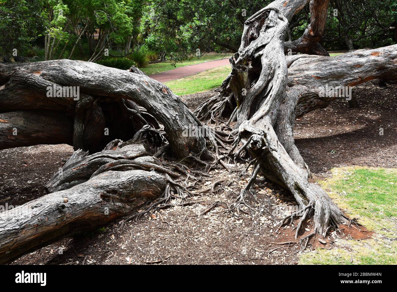 Dying Tree Roots