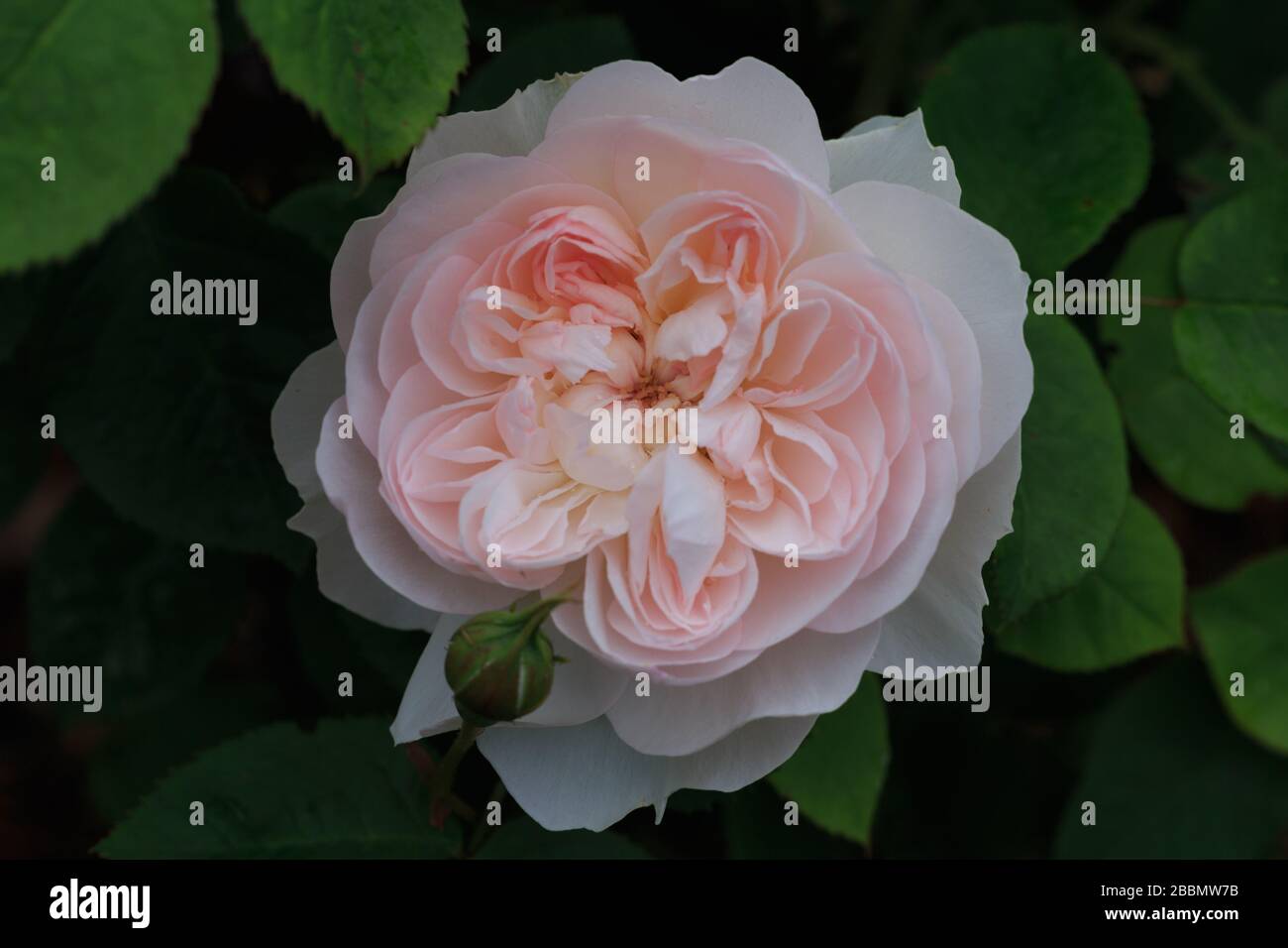 Rose gentle hermione hi-res stock photography and images - Alamy