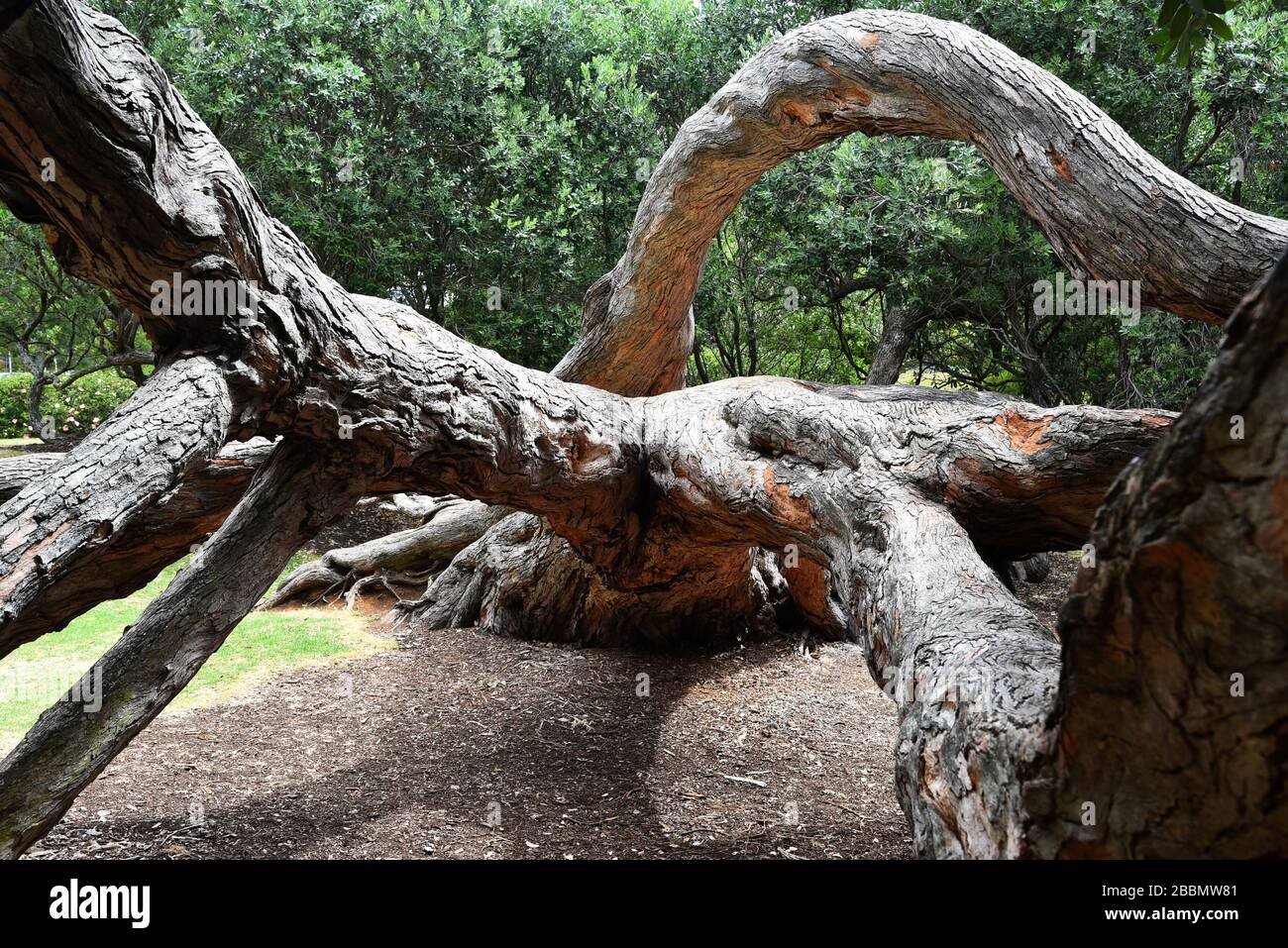 Tree With Branches