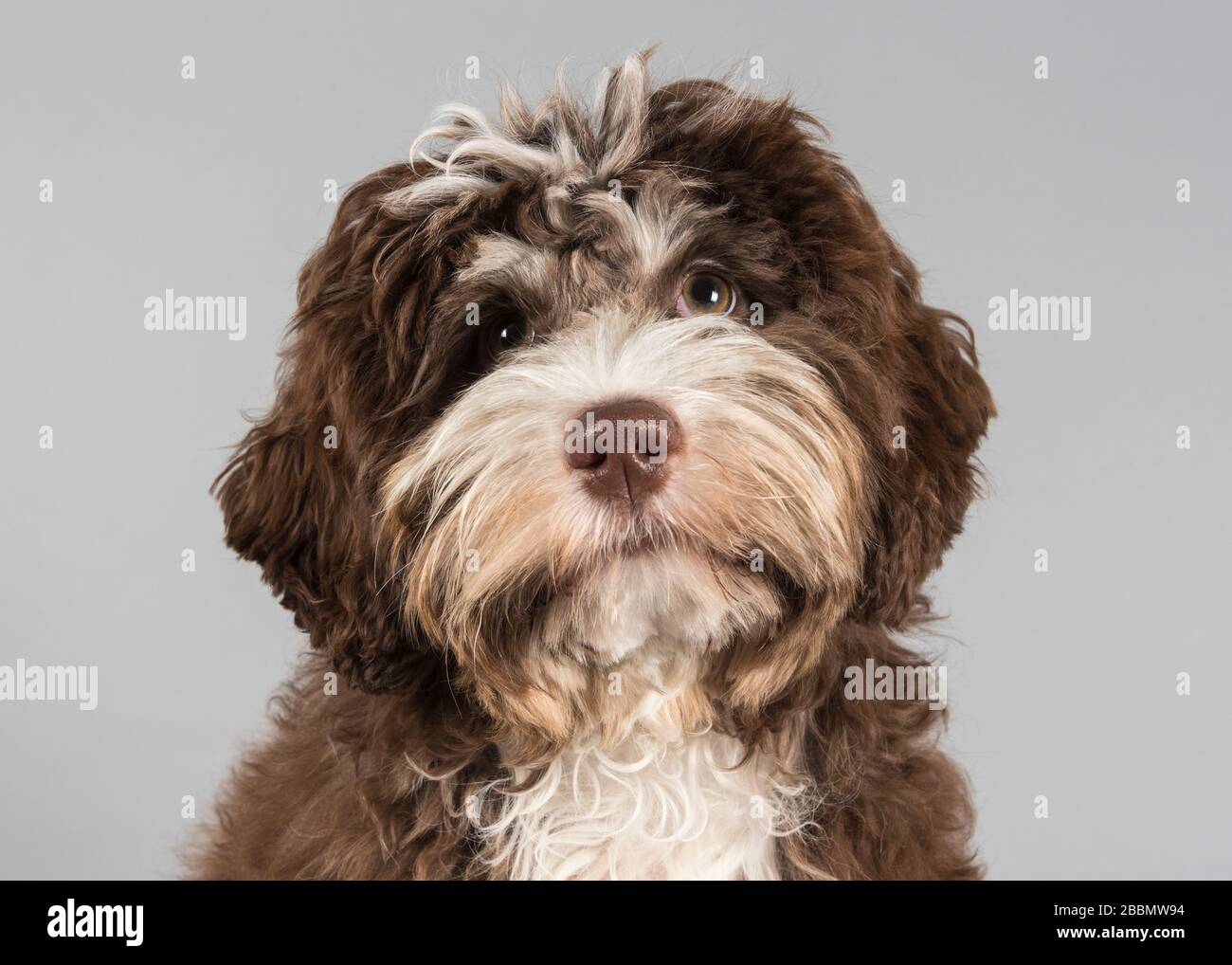 Labradoodle headshot hi-res stock photography and images - Alamy
