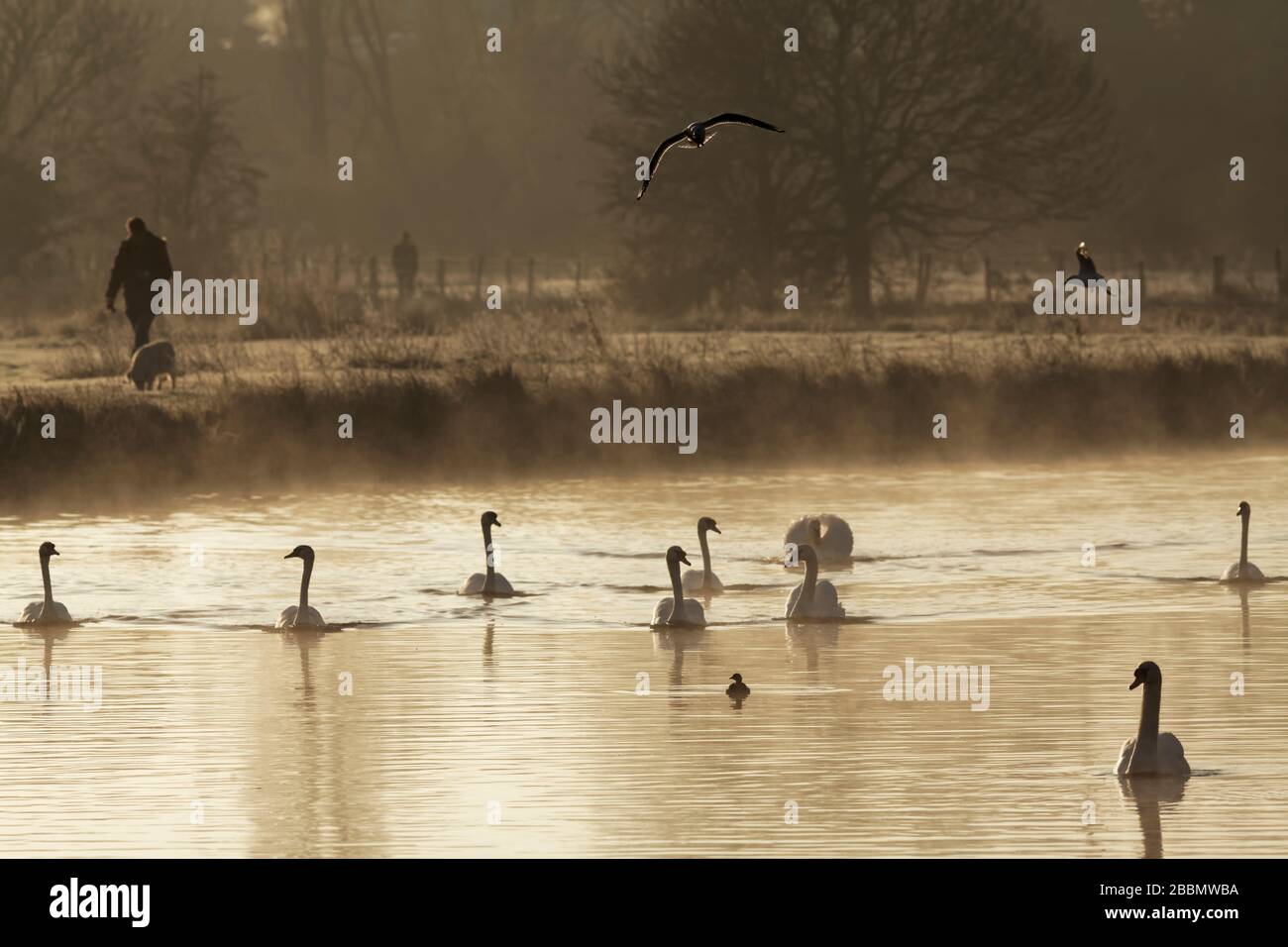 Sudbury meadows, Suffolk. Early morning walk beside the river stour ...