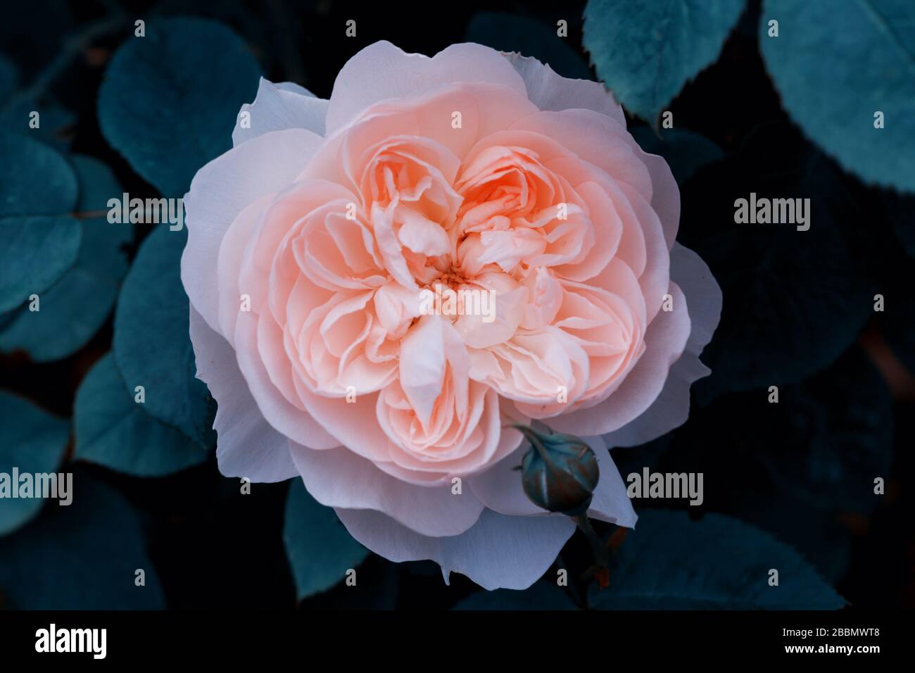 Gentle hermione rose hi-res stock photography and images - Alamy