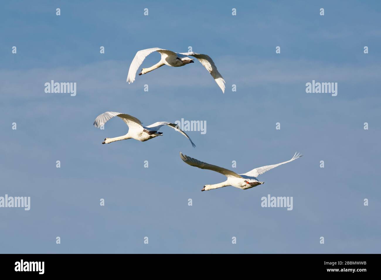 Swans In Formation High Resolution Stock Photography and Images - Alamy