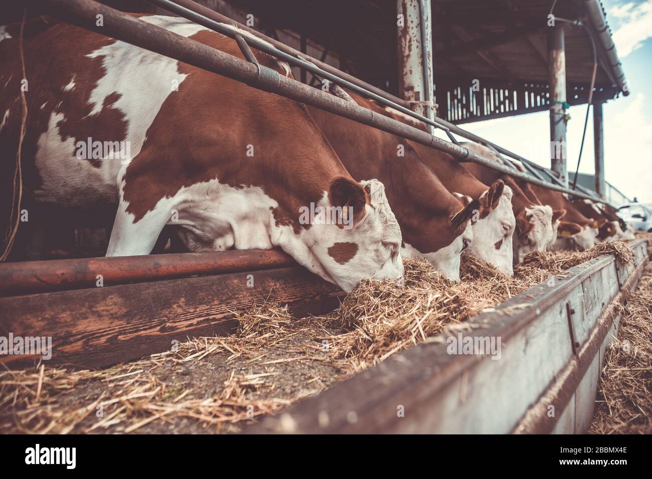 A lot of cows in row, huge cows farm for milk, industrial concept ...