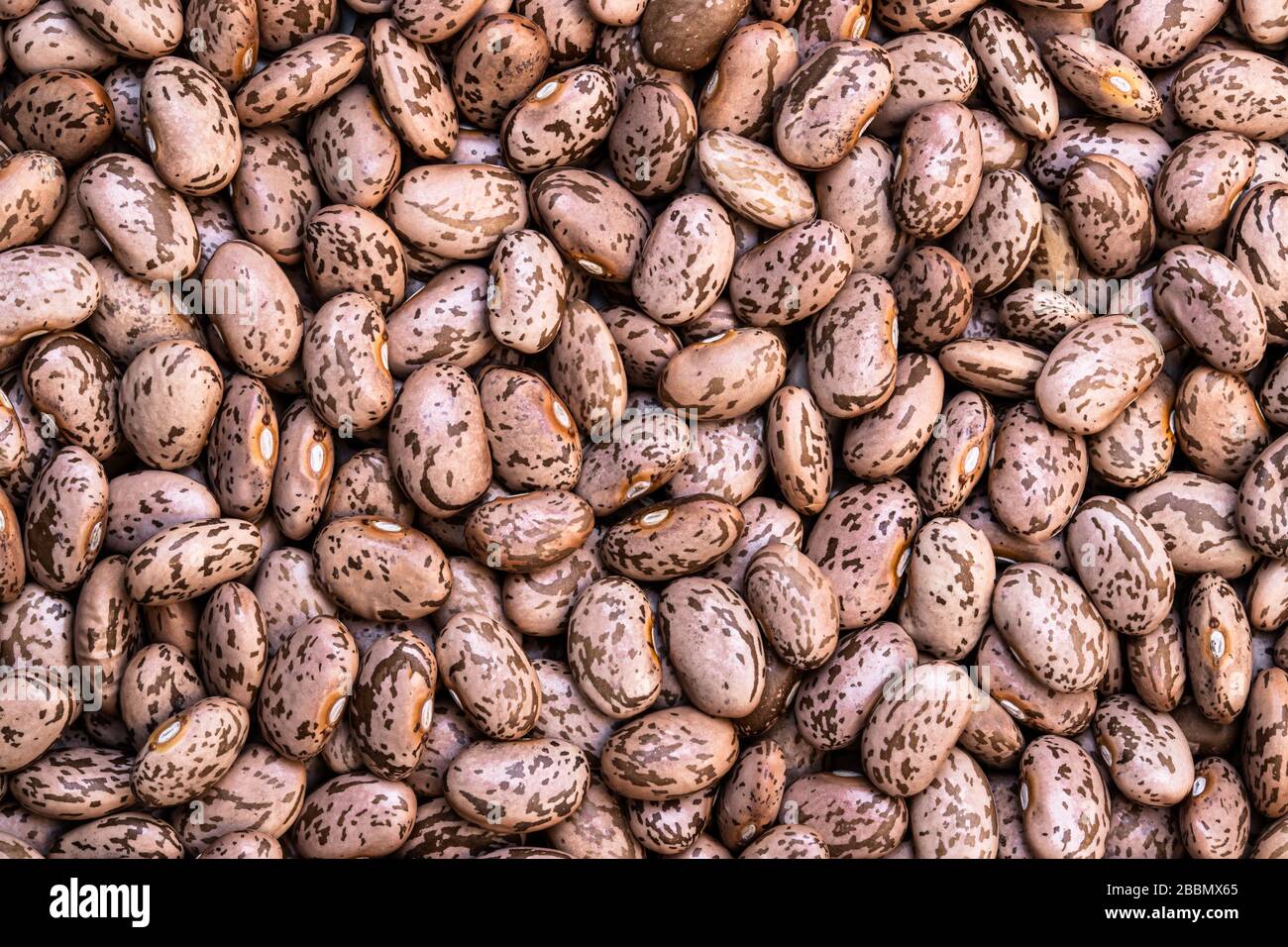 Pinto pattern hi-res stock photography and images - Alamy
