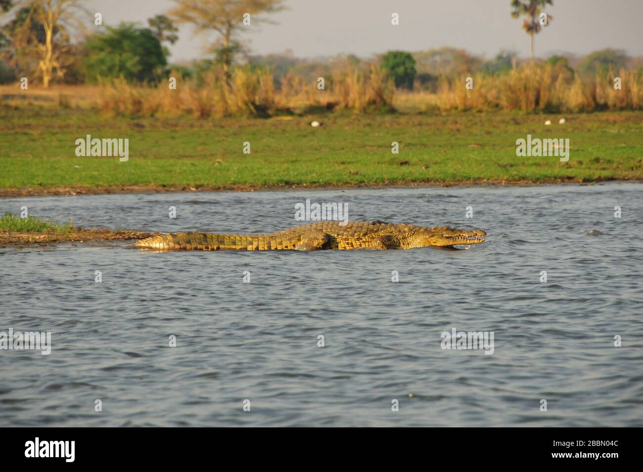 Crocodile swimming in river in Africa Stock Photo - Alamy