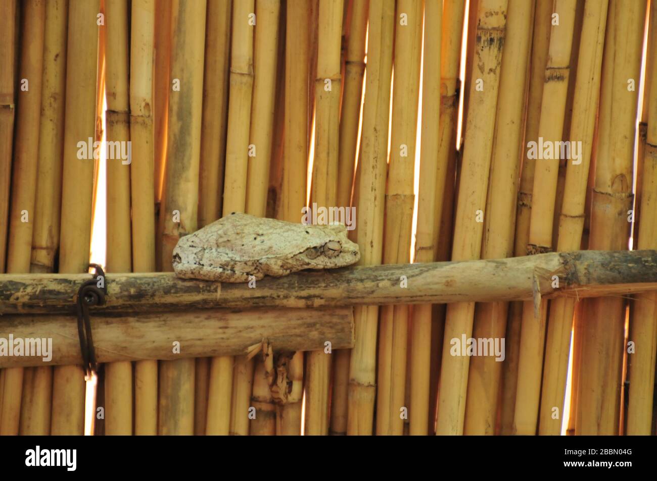 African frog hi-res stock photography and images - Alamy