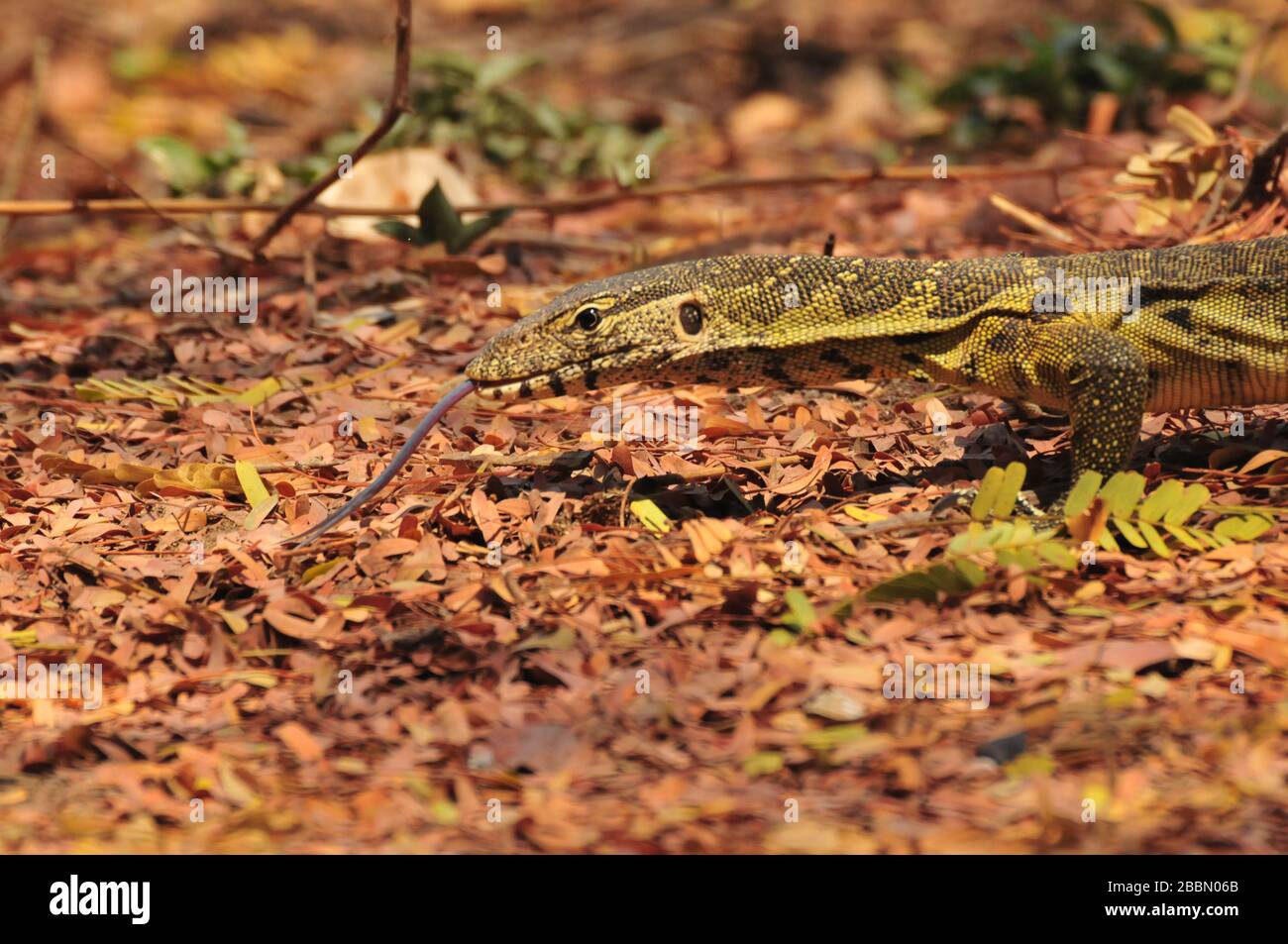 Reptiles of malawi hi-res stock photography and images - Alamy