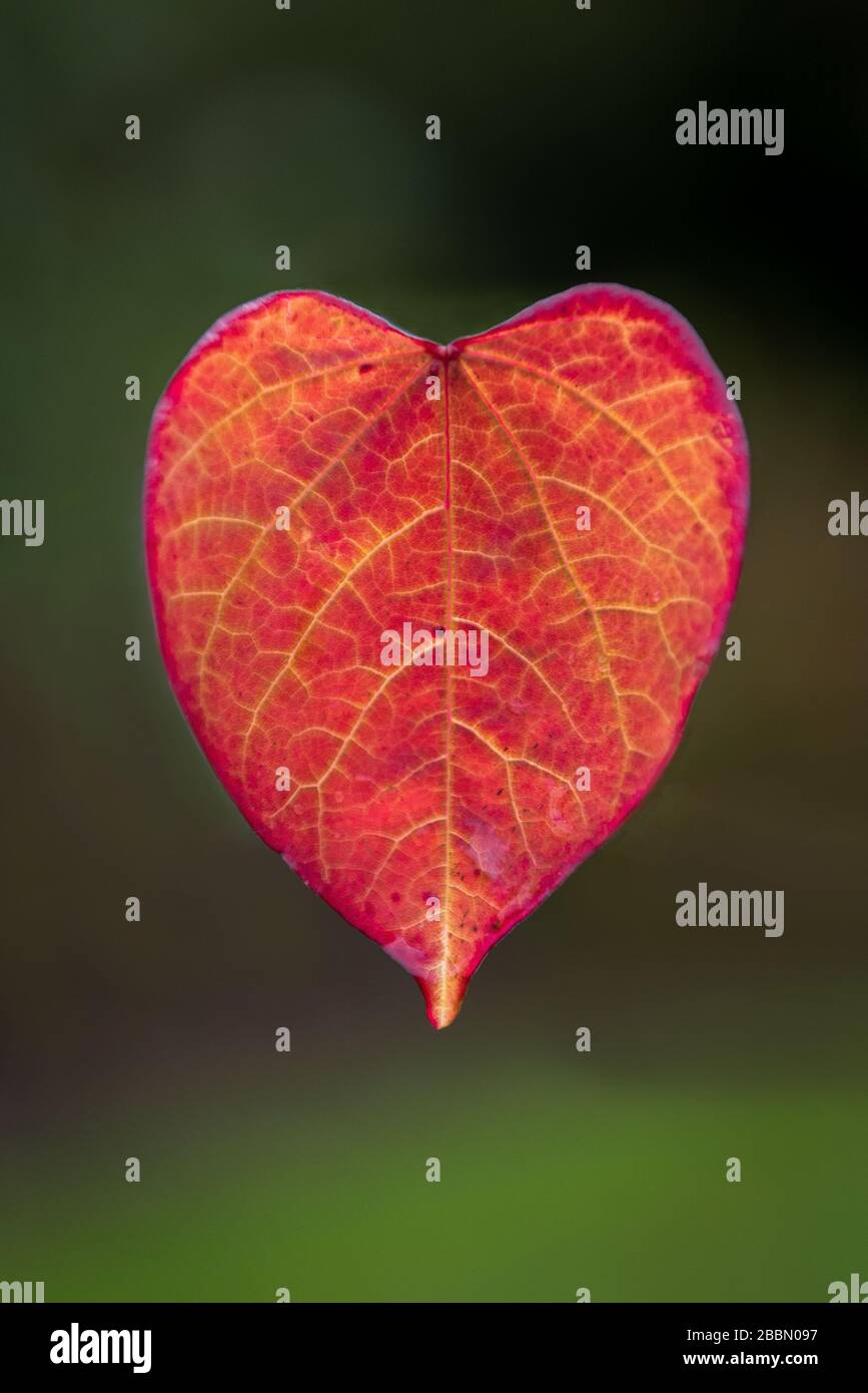 English country garden plants. Cercis canadensis red heart shaped leaf ...