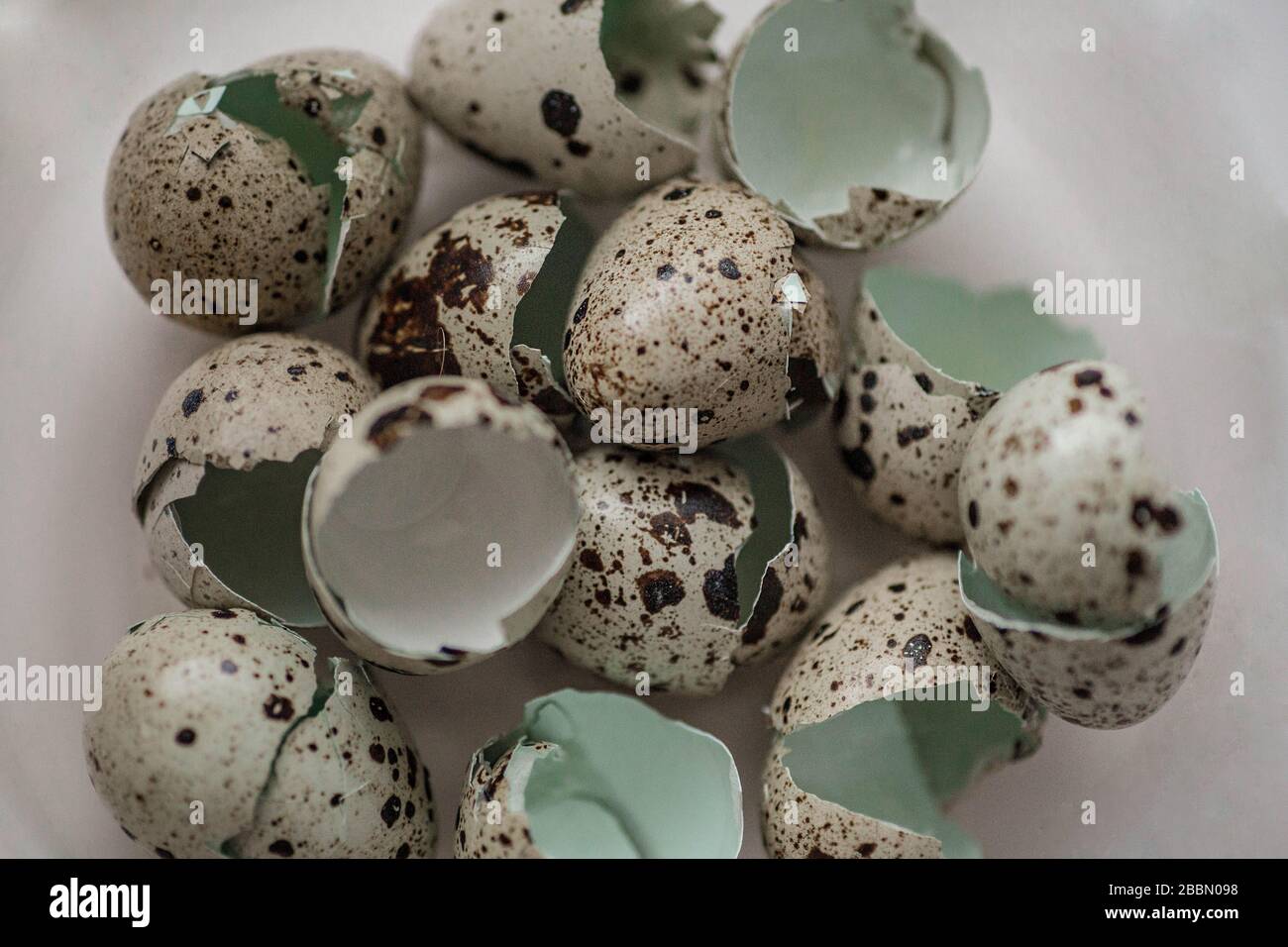Quail eggshell background. Broken quail eggs texture. Beautiful spotted ...