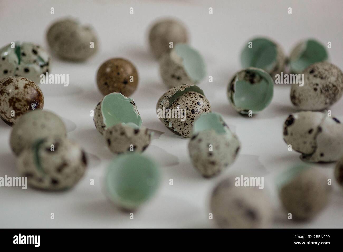 Quail eggshell background. Broken quail eggs texture. Beautiful spotted ...