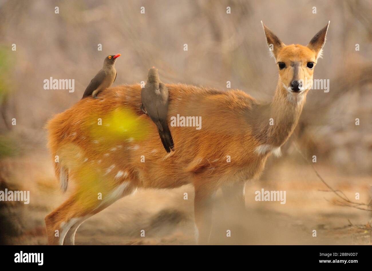 Juvenal Southern reedbuck (Redunca arundinum) with Red-billed oxpeckers ...