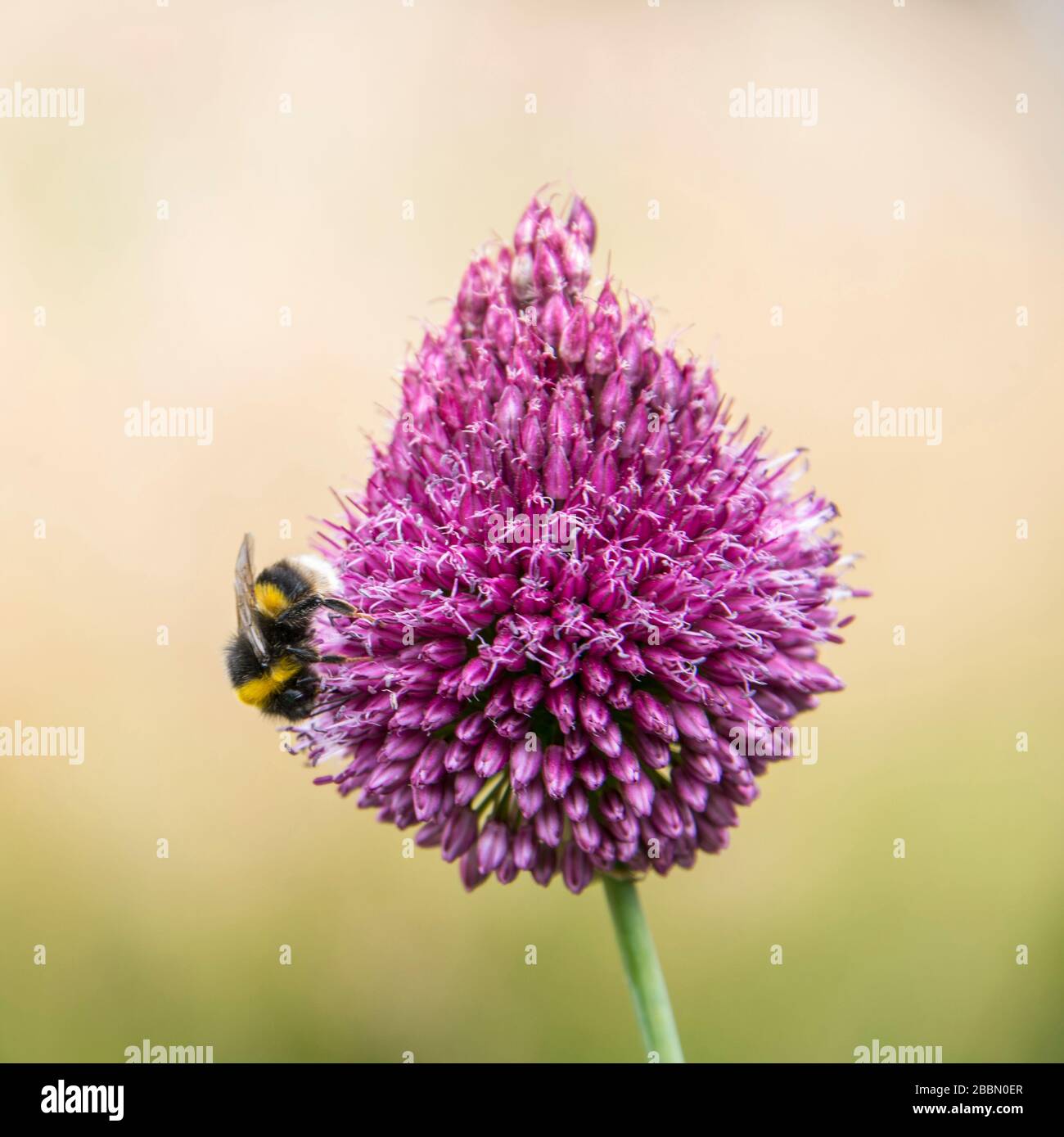 Buzzy bee hi-res stock photography and images - Alamy