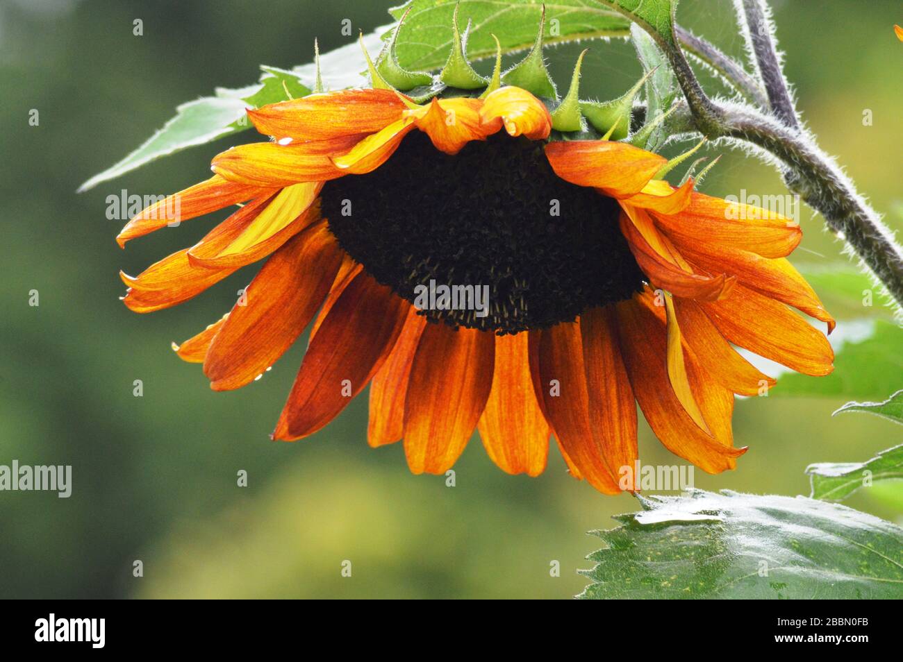English country garden plants. Large Sunflower head with green ...