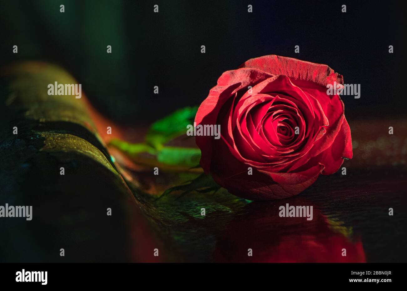 Single red romantic rose hi-res stock photography and images - Alamy