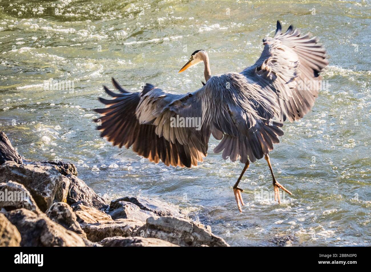 A great blue heron exhibits its incredible plumage as it comes in for a ...