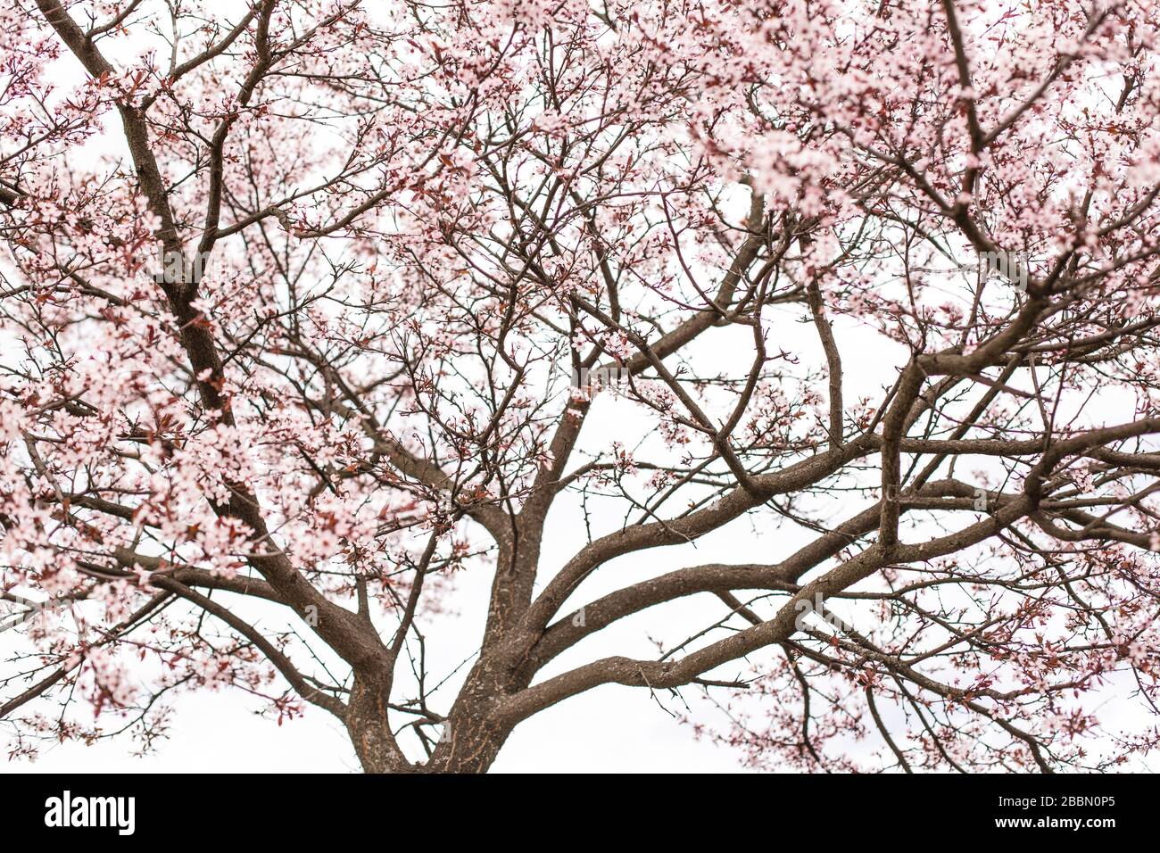 A blooming apple trees in spring. Blooming spring tree background. Pink ...
