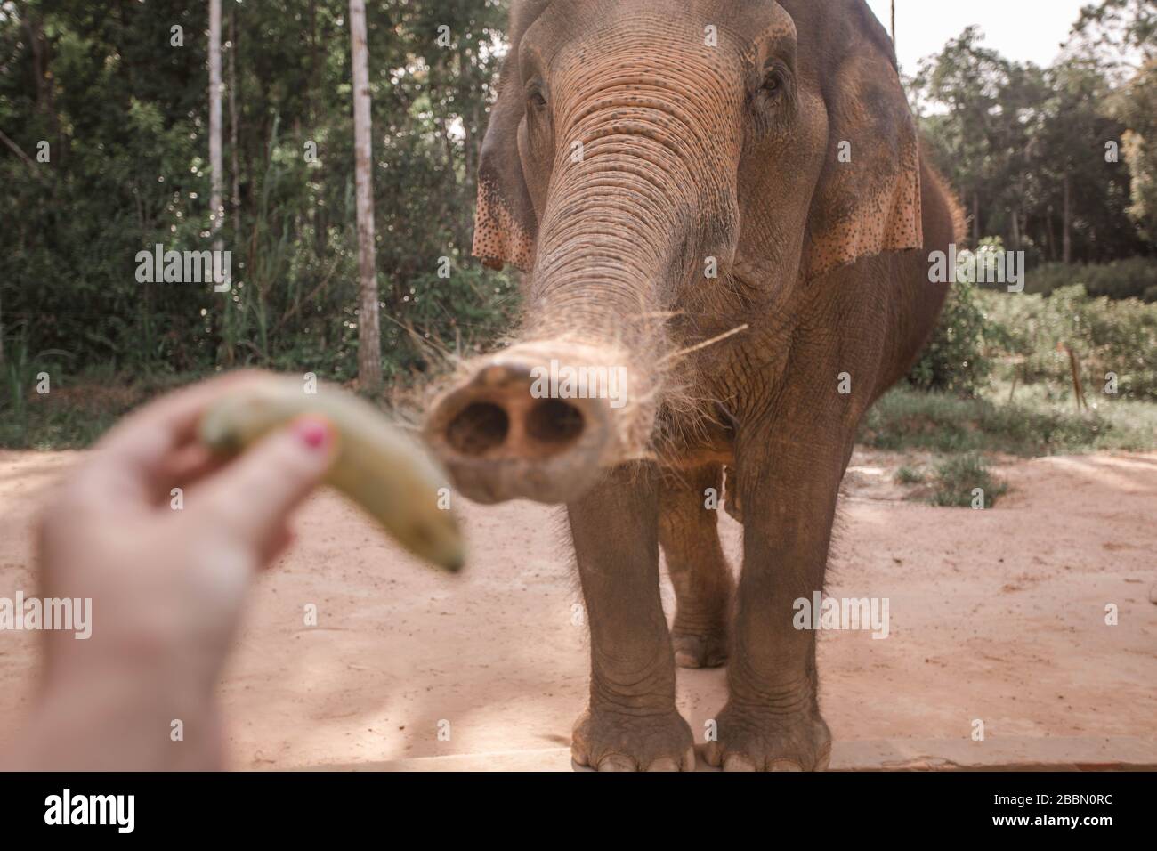 Elephant feeding. Portrait of cute elephant who stretches a hairy trunk ...