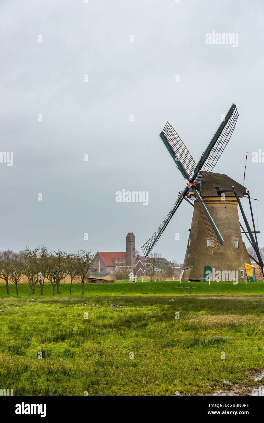 Windmills (wind-pumps) at Kinderdijk; a village in the the Netherlands ...